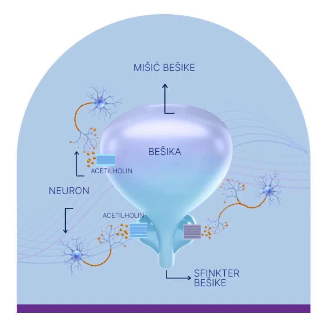 Serelys INCO Control 30 Kapsula za Inkontinenciju, | eApoteka