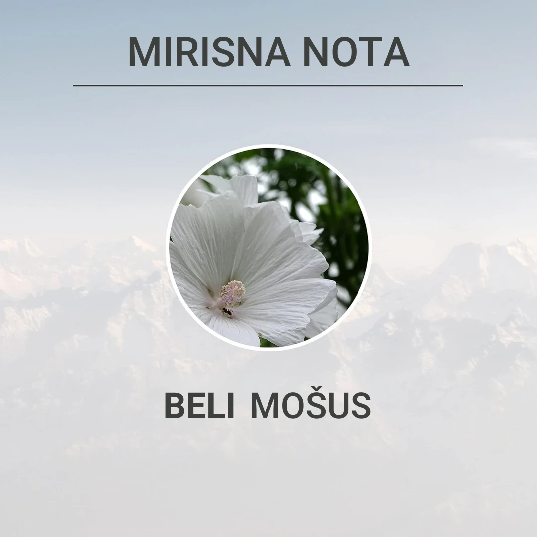 Tesori Di Oriente Ženski Parfem Beli Mošus 100 mL, | eApoteka